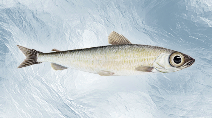 Products from Nordic Wildfish