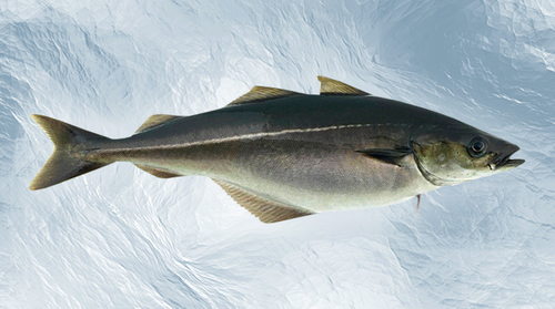 Products from Nordic Wildfish