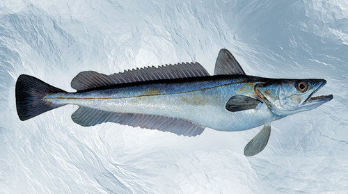 Products from Nordic Wildfish