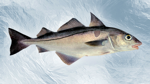 Products from Nordic Wildfish