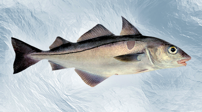 Products from Nordic Wildfish