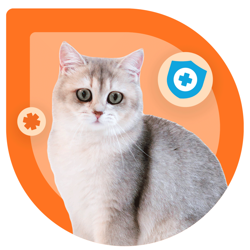 Protect your Cat & Kittens - The best care for your pet