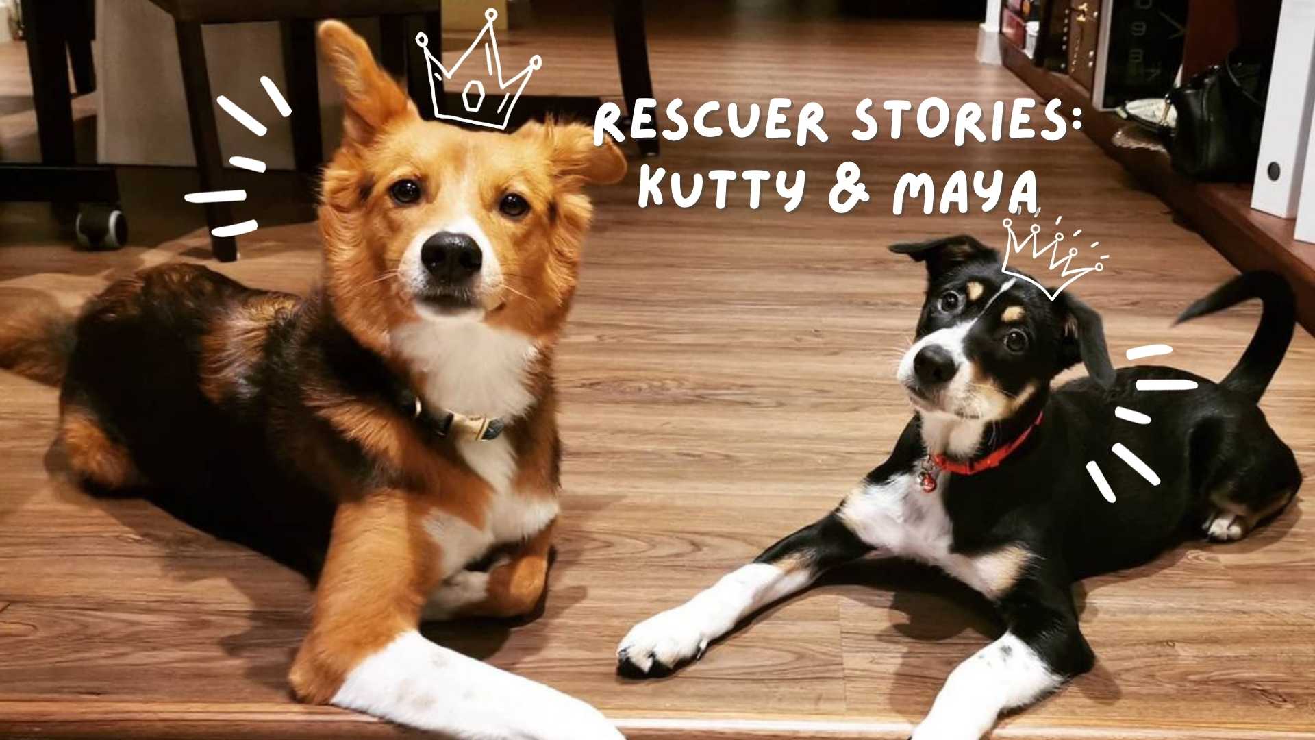 Oyen Shares Rescue Stories: Kutty & Maya @kuttykronicles
