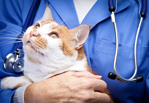 What is Cat Parvovirus? (The Cause, It's Symptoms, The Treatments ...