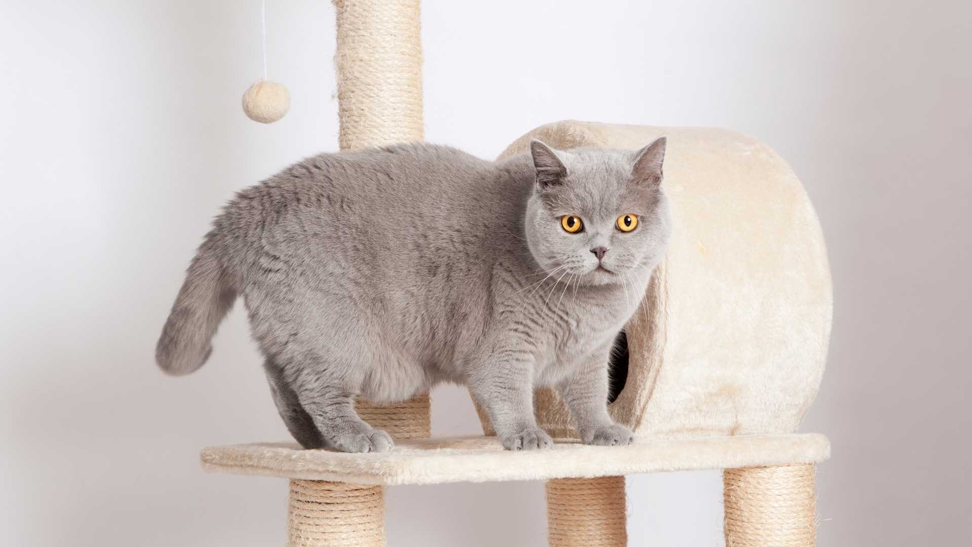 British Shorthair Cats Guide in Malaysia (For Sell, Adopt & Care Tips)