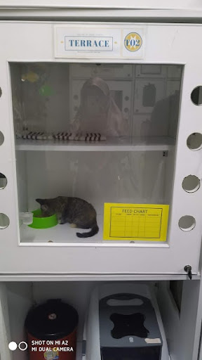 Bawa Kucing Atau Haiwan Peliharaan Naik Pesawat: Tips Berguna