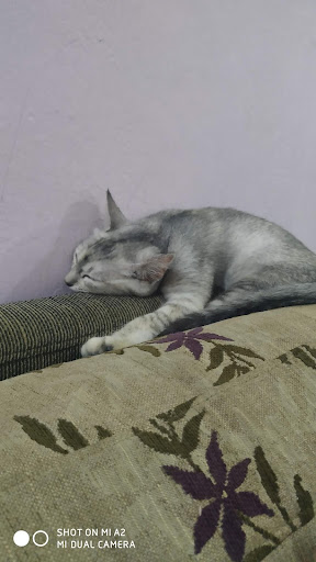 Kucing Stress: Ketahui Punca, Ciri-ciri dan Cara-cara Mengatasi