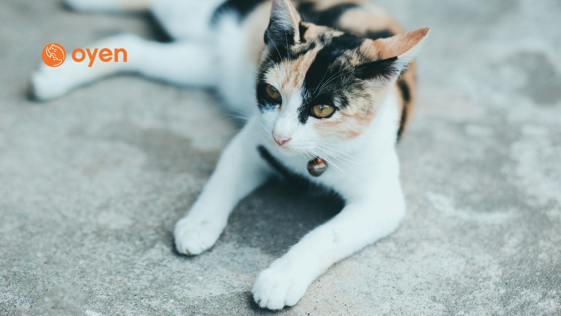 3 Common Cat Skin Problems in Malaysia (Ringworm, Abscesses, Mange & more)
