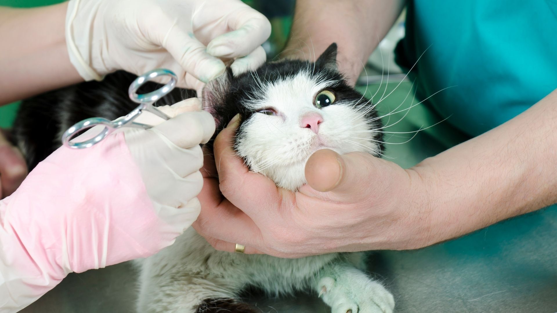 Cara Menjaga Dan Merawat Kucing Yang Luka
