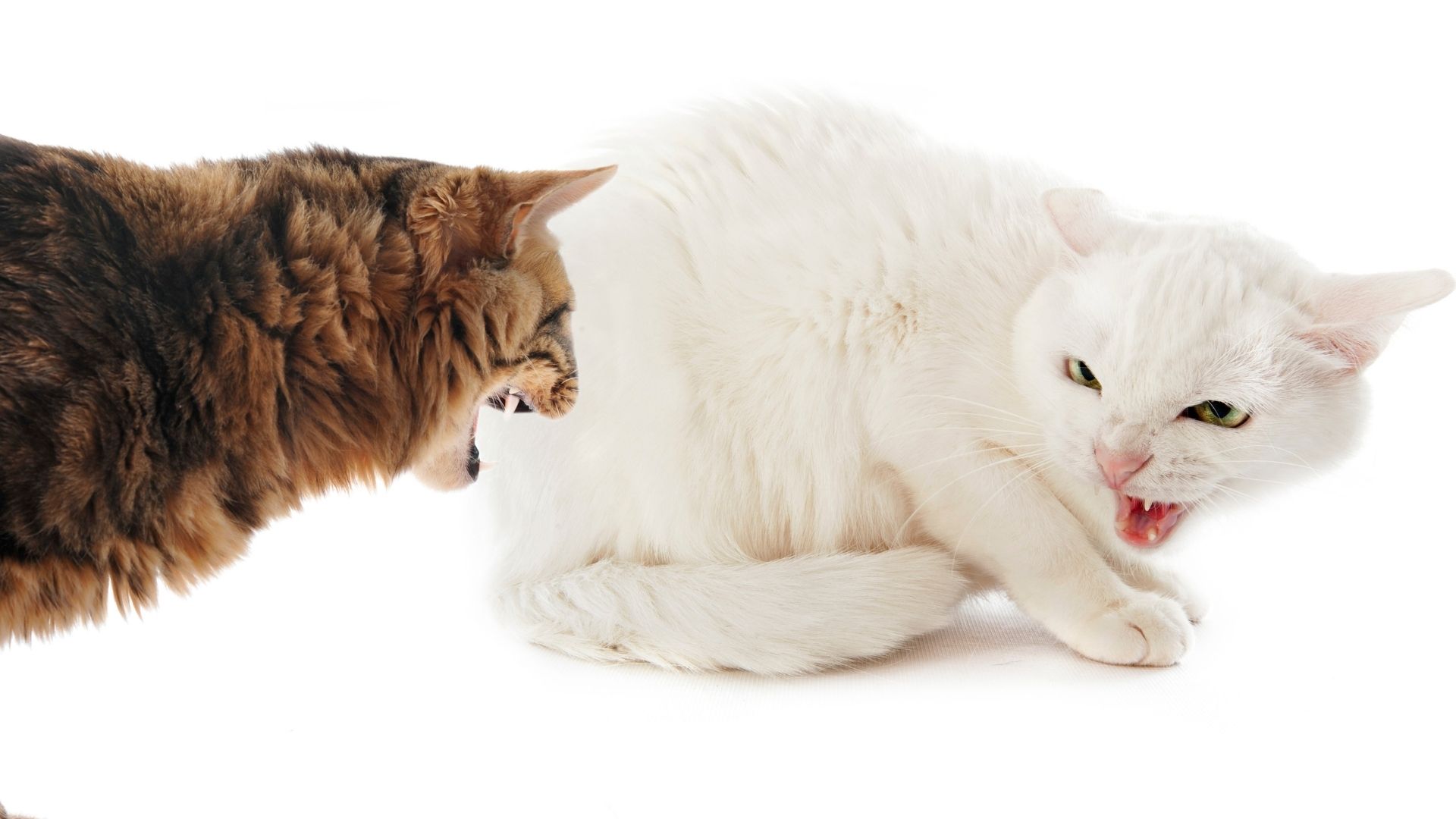 Cara Menjaga Dan Merawat Kucing Yang Luka