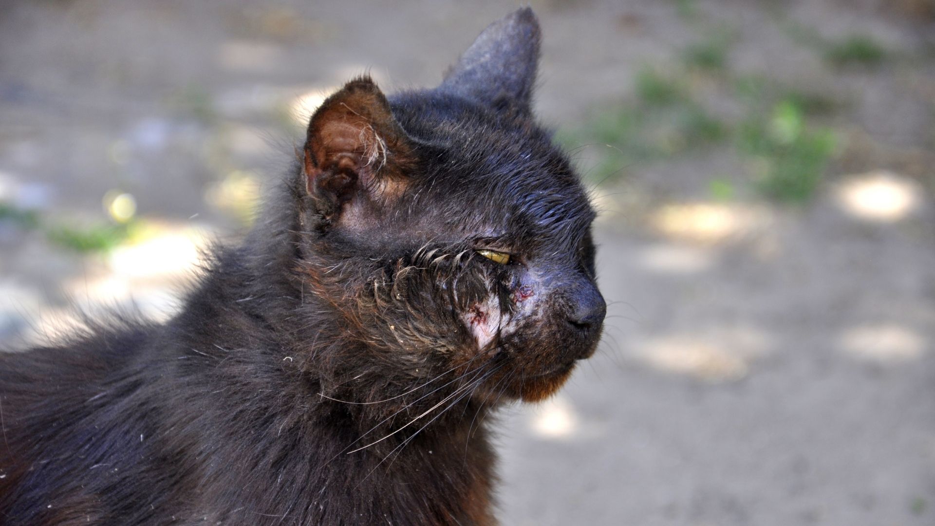 Cara Menjaga Dan Merawat Kucing Yang Luka