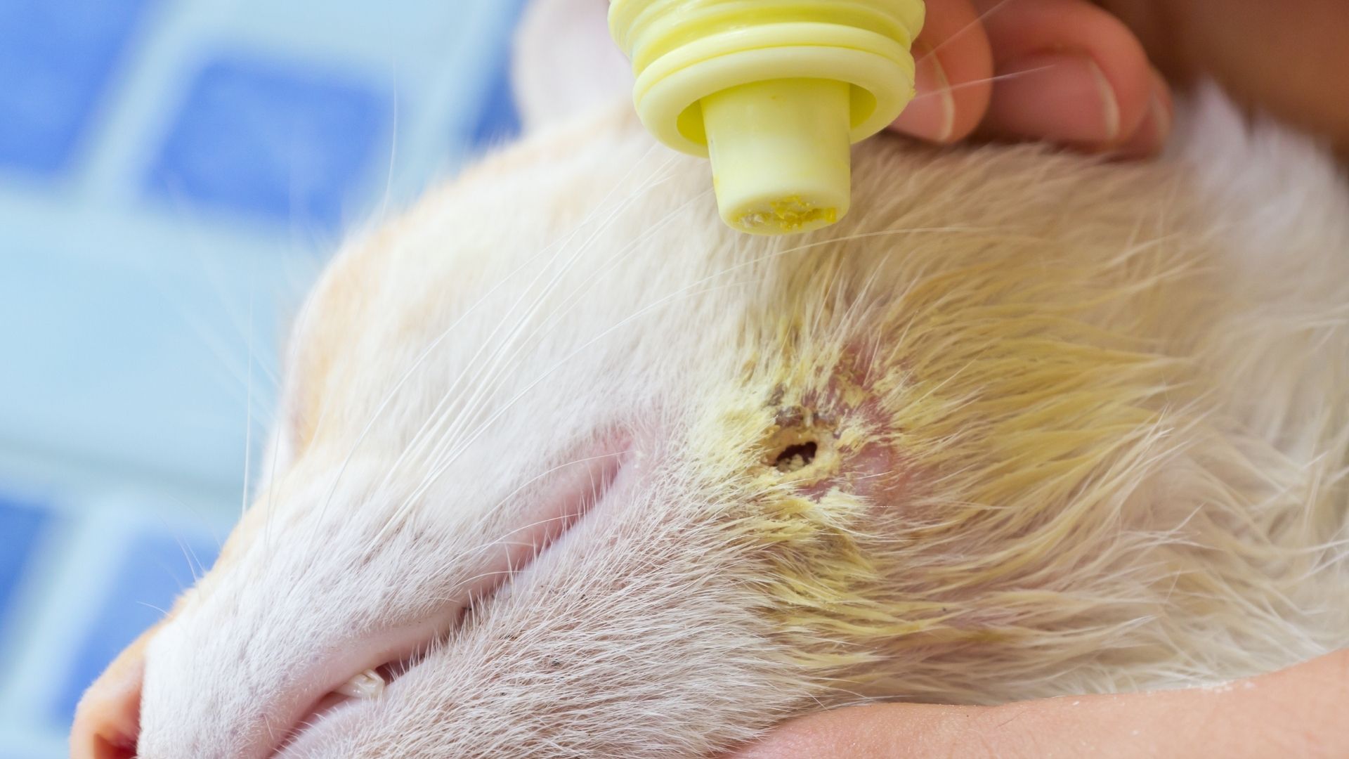 Cara Menjaga Dan Merawat Kucing Yang Luka