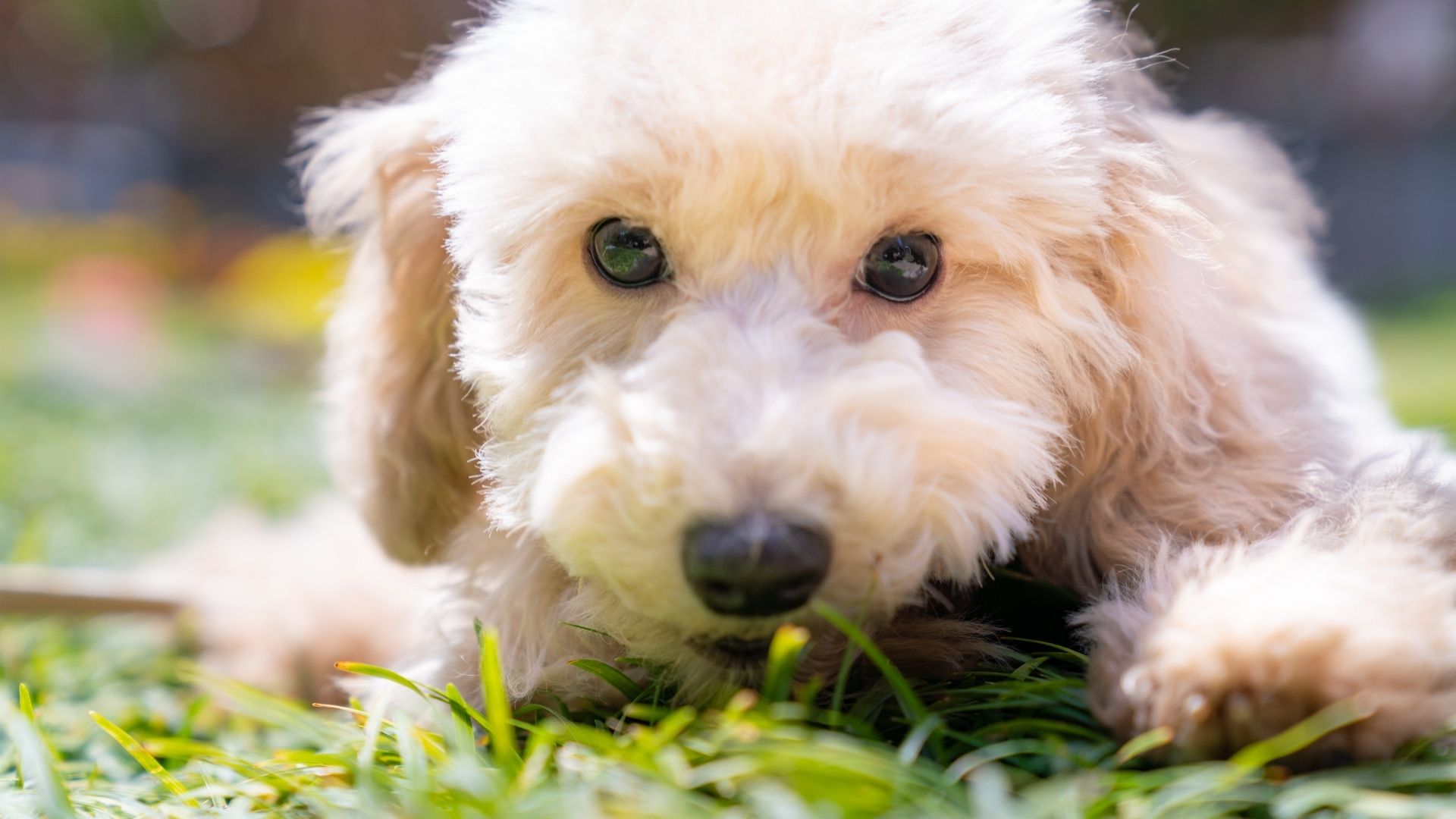 Poodle Dog Guide in Malaysia (types, price, care tips & more)