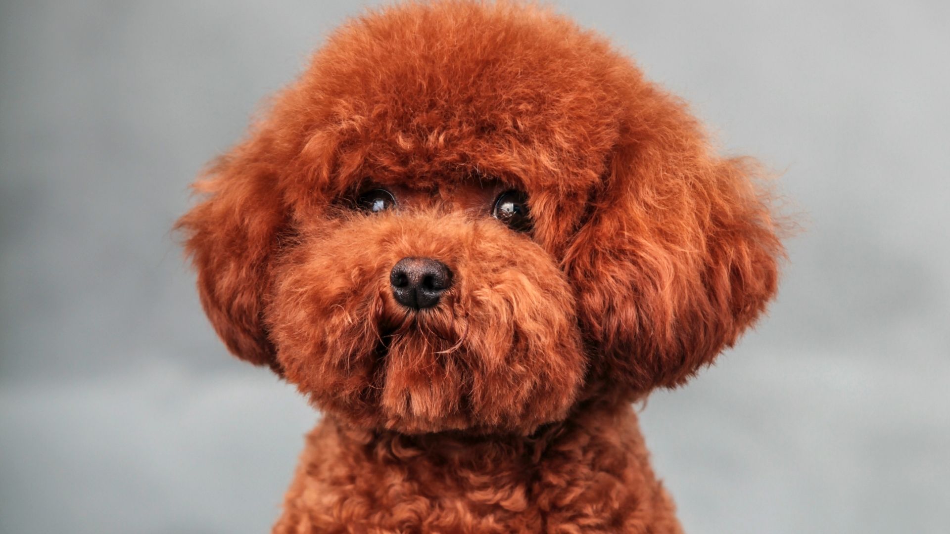 Poodle Dog Guide in Malaysia (types, price, care tips & more)