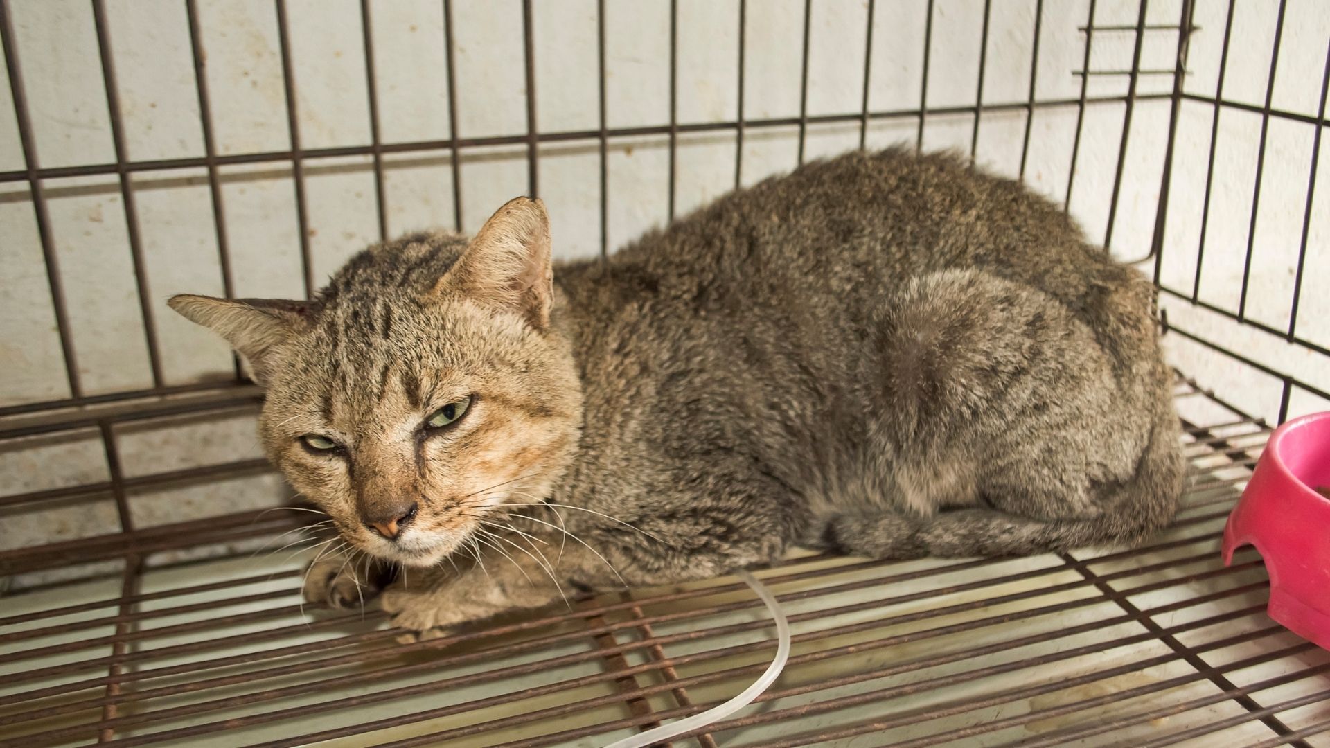 13 Tanda Kucing Sakit Dan Apa Yang Anda Perlu Lakukan