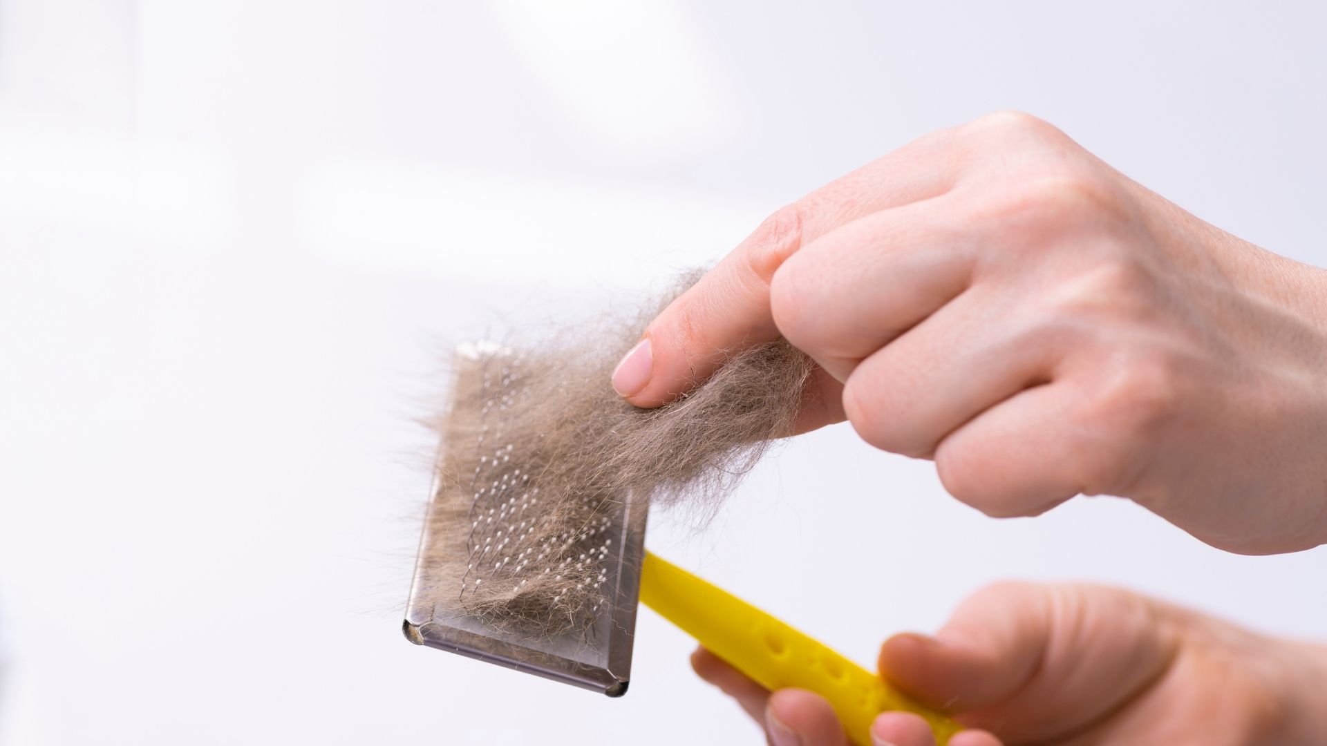 13 Tanda Kucing Sakit Dan Apa Yang Anda Perlu Lakukan