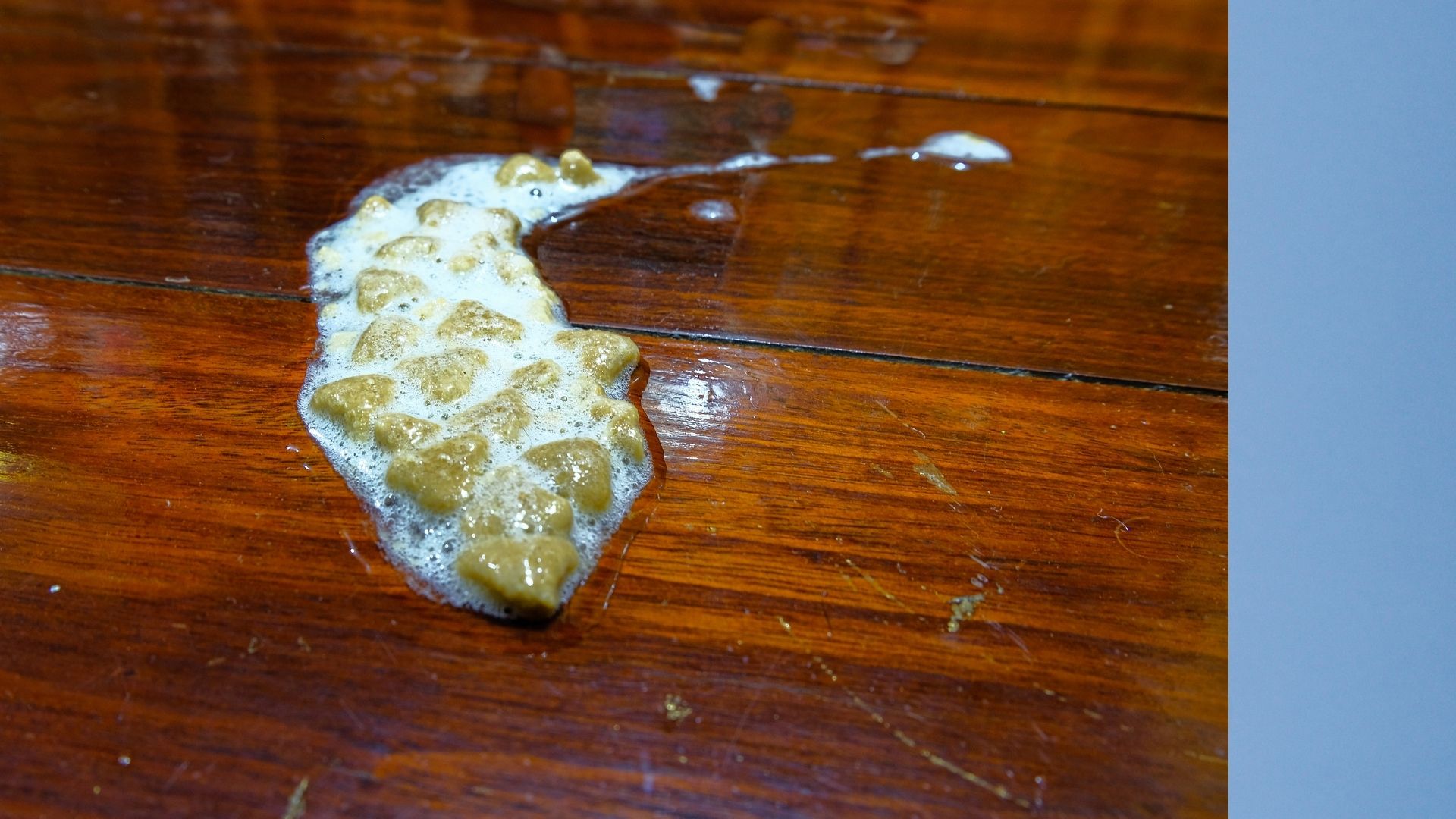 13 Tanda Kucing Sakit Dan Apa Yang Anda Perlu Lakukan