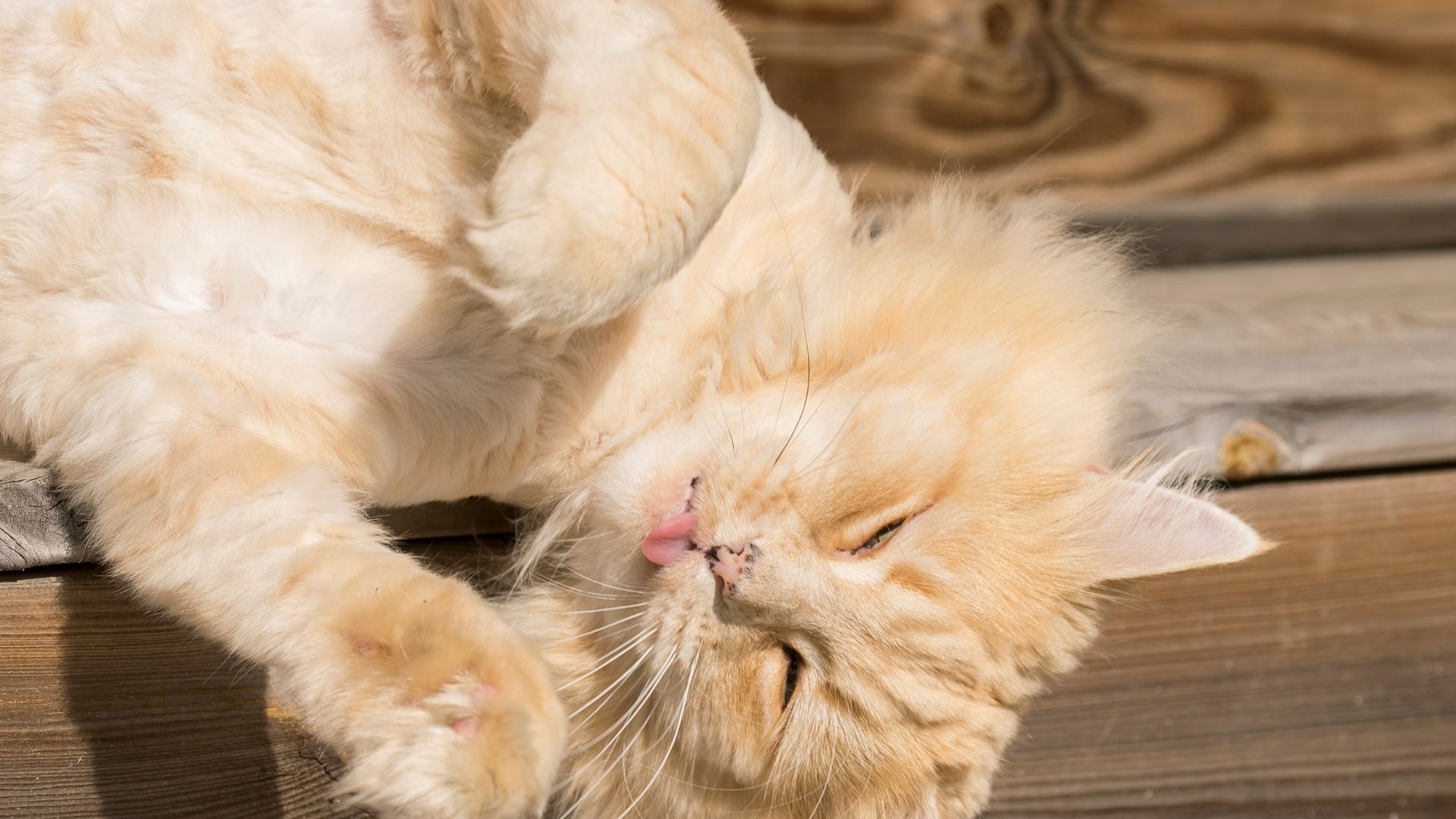 13 Tanda Kucing Sakit Dan Apa Yang Anda Perlu Lakukan