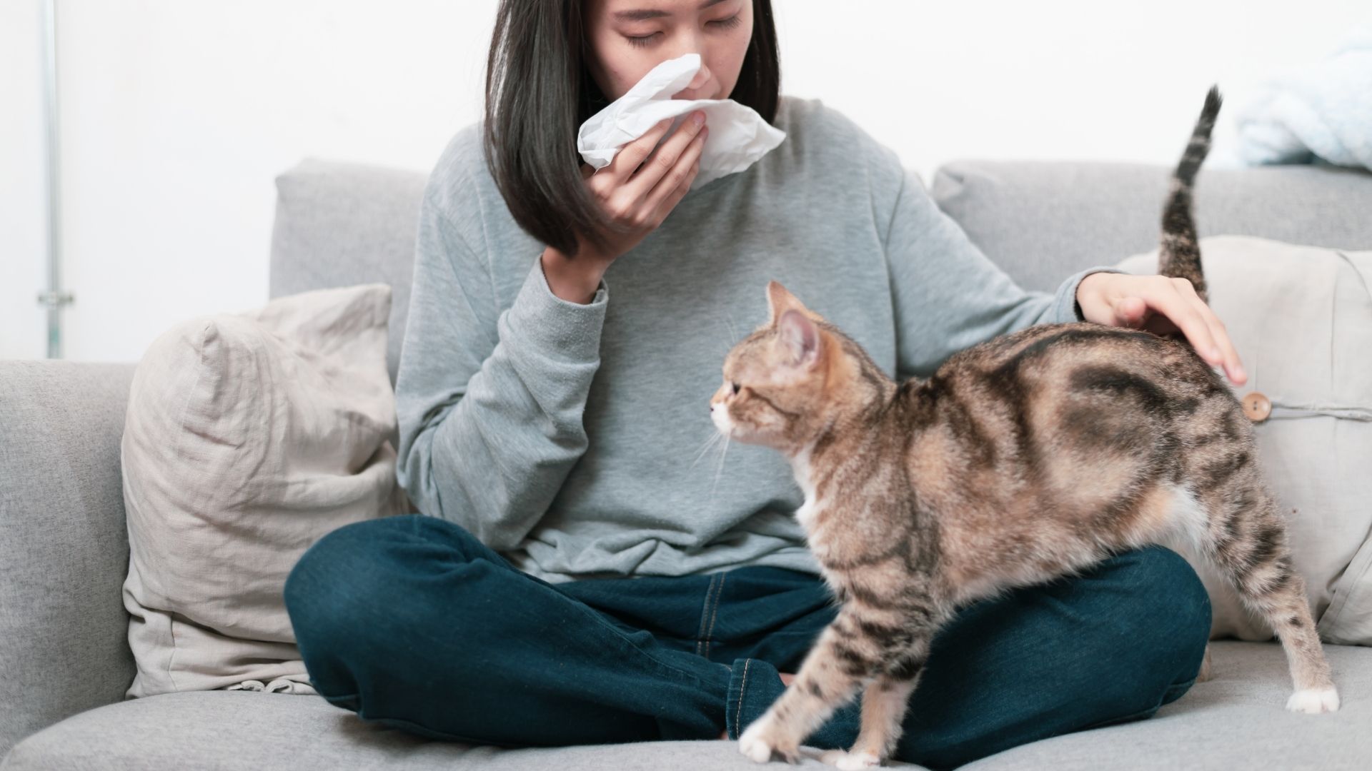 13 Tanda Kucing Sakit Dan Apa Yang Anda Perlu Lakukan