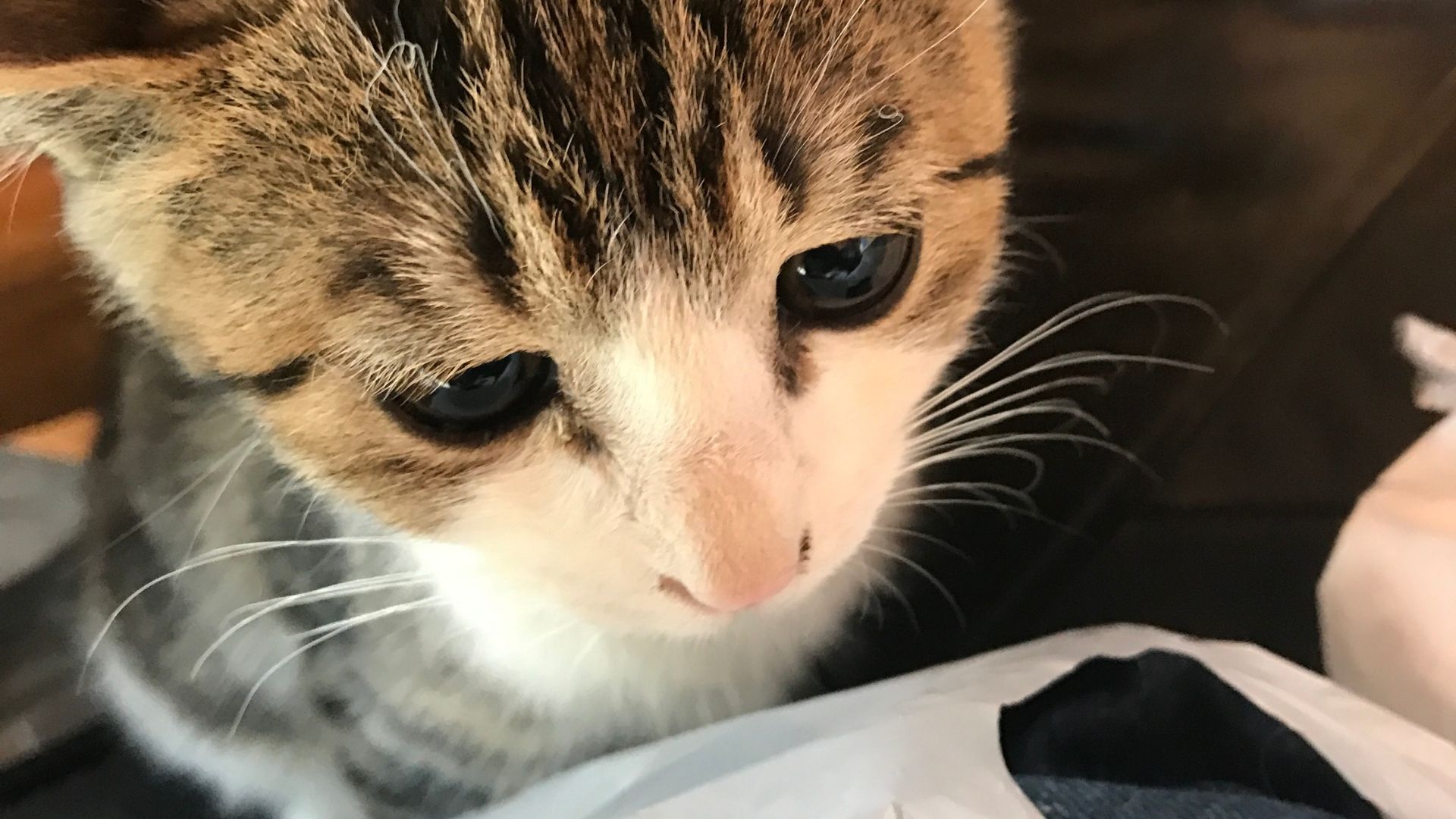 13 Tanda Kucing Sakit Dan Apa Yang Anda Perlu Lakukan