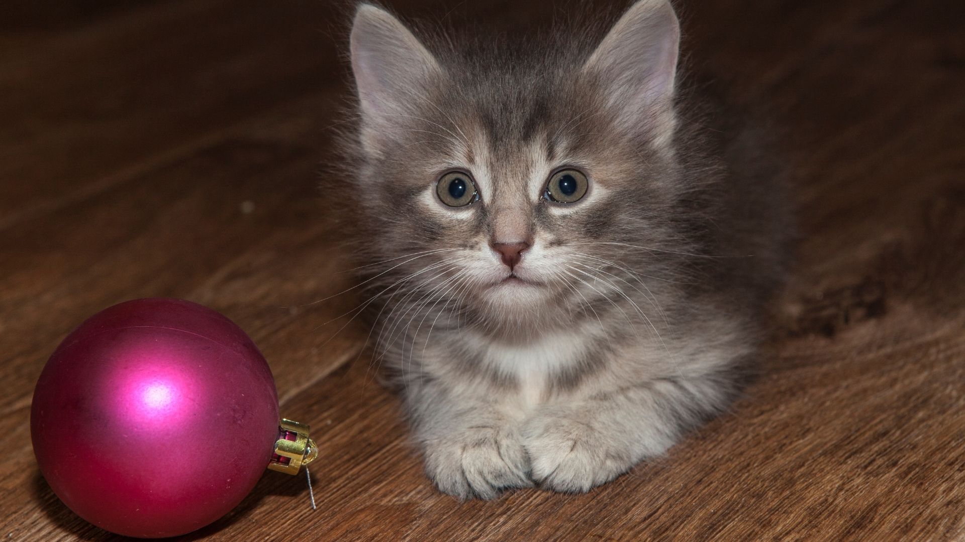 13 Tanda Kucing Sakit Dan Apa Yang Anda Perlu Lakukan