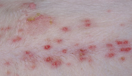 Folliculitis In Dogs Treatment