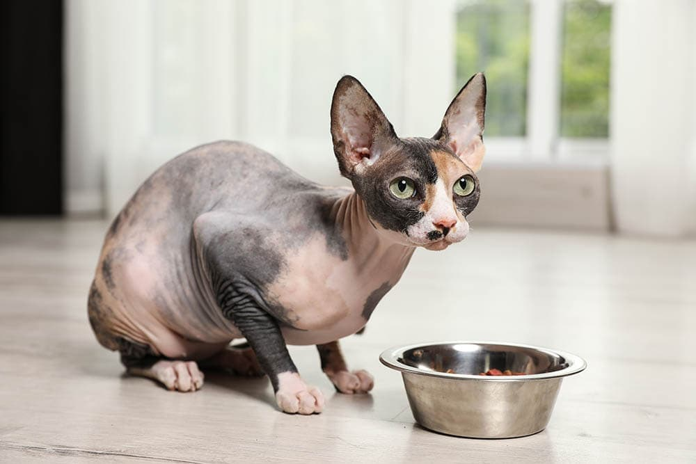 Your Guide to Sphynx