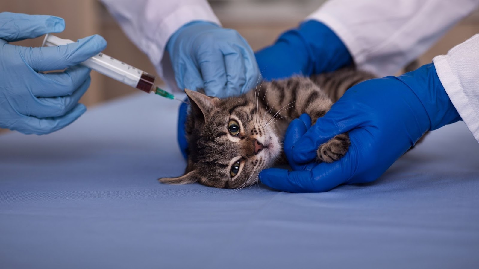 Panduan Vaksin Kucing: Apa Yang Anda Perlu Tahu