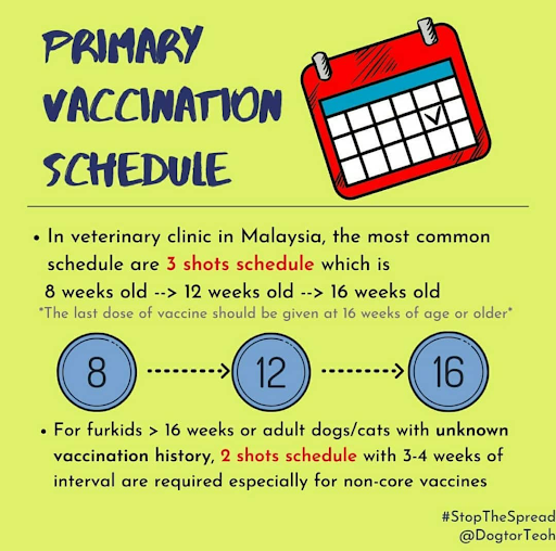 Panduan Vaksin Kucing: Apa Yang Anda Perlu Tahu