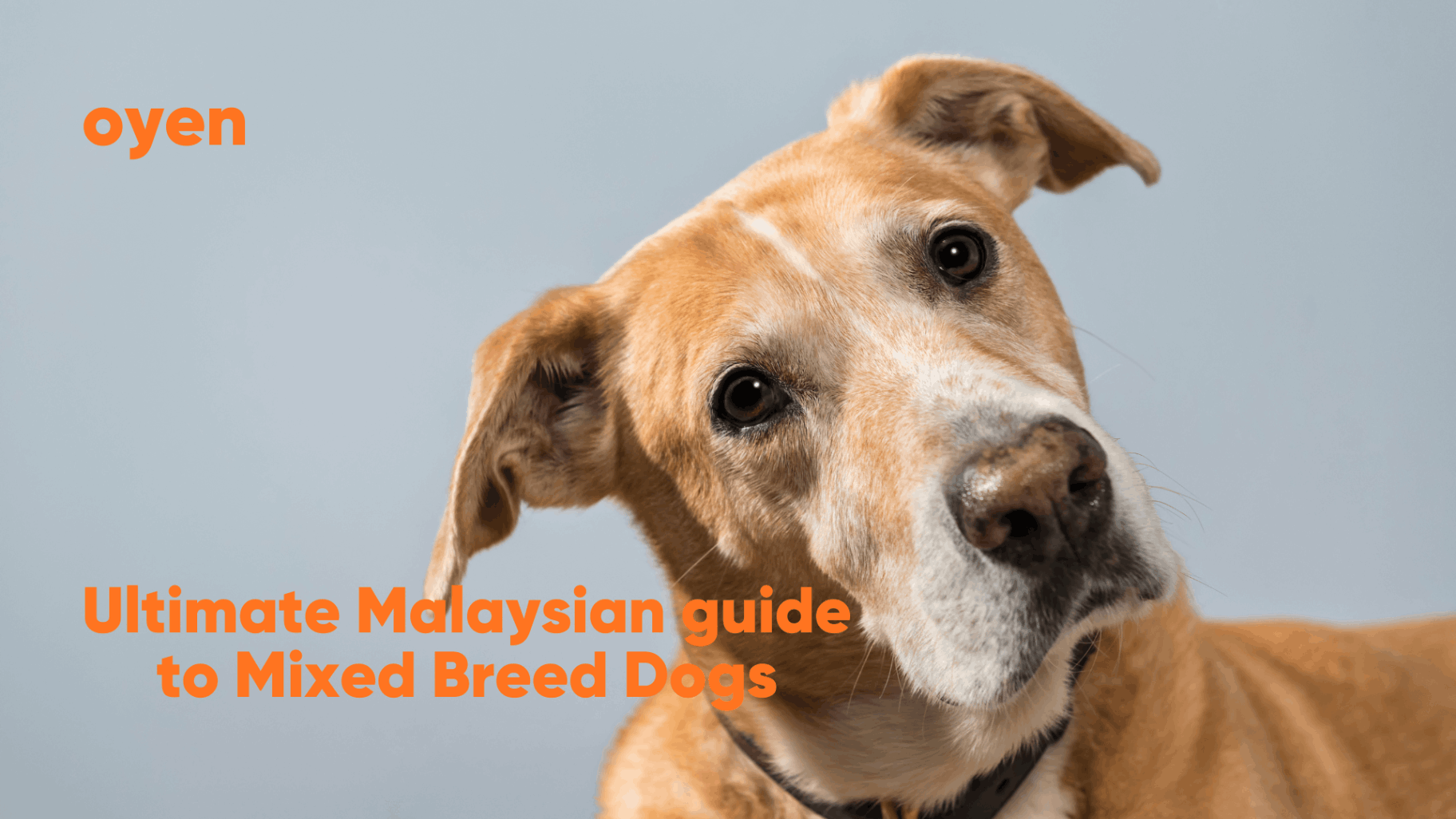Ultimate Malaysian Guide for Mixed Breed Dog