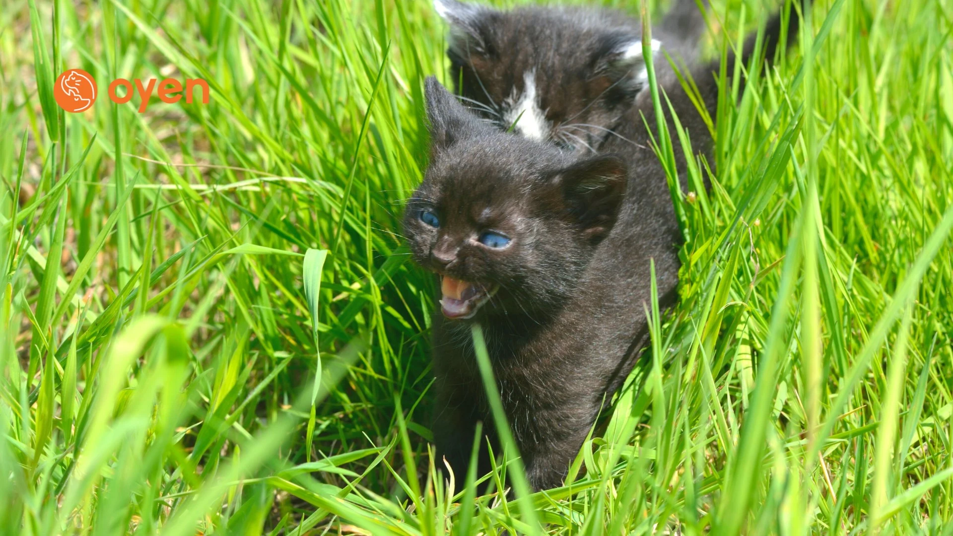Cara Jaga Anak Kucing Tanpa Ibu (Suhu Sesuai, Kuantiti Susu, Suasana, dll)