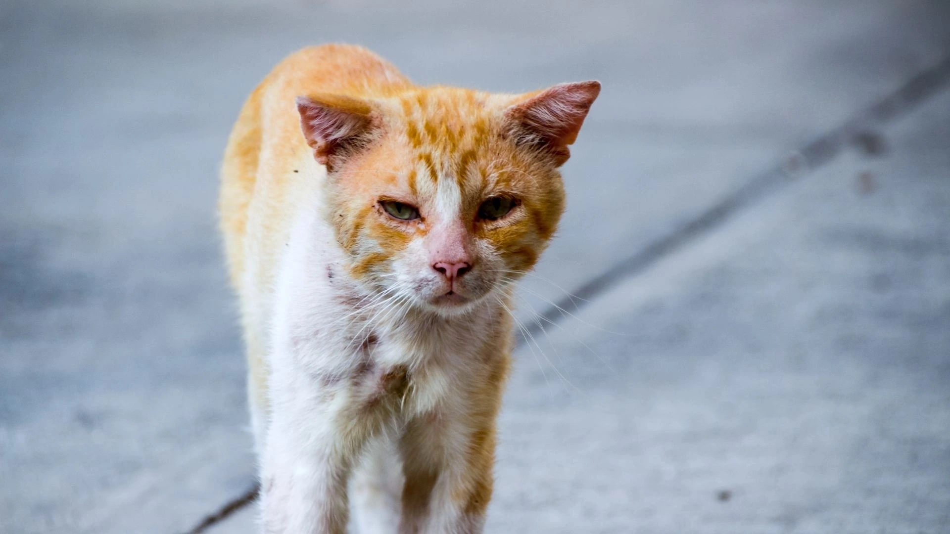 Cara Menjaga Dan Merawat Kucing Yang Luka
