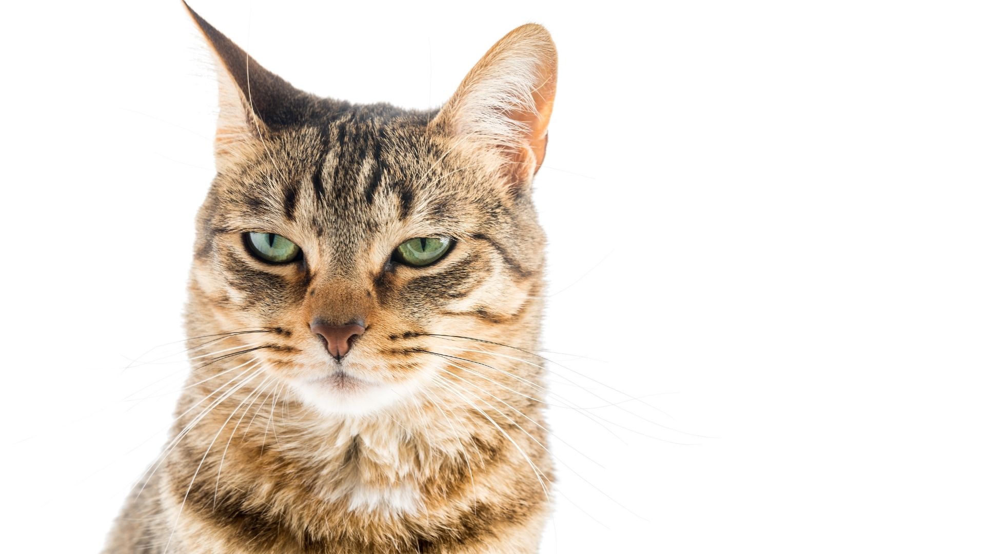 Kucing Murung: Mengapa Ia Berlaku & Bagaimana Mengatasinya?