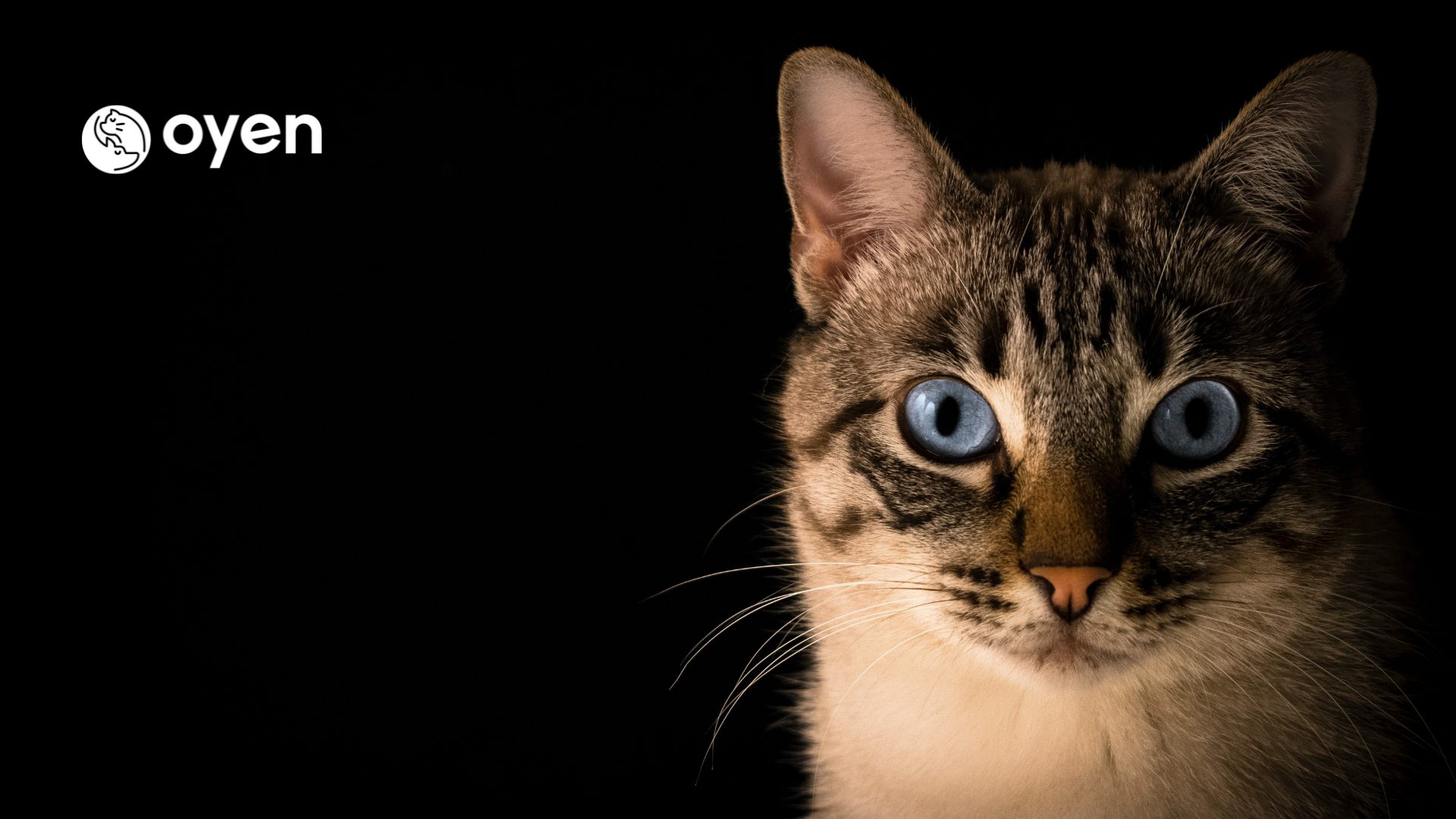 Kucing Stress: Ketahui Punca, Ciri-ciri dan Cara-cara Mengatasi