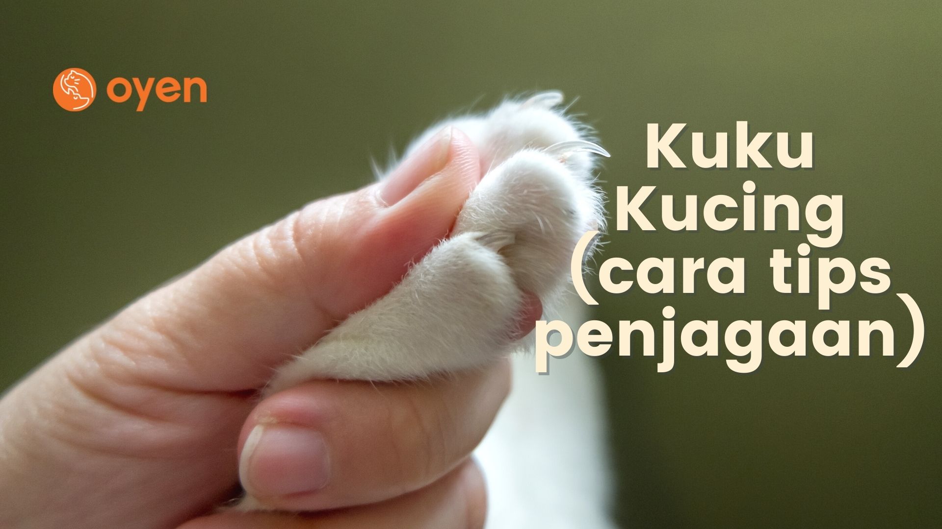 Kuku Kucing: Tips Penjagaan dan Cara Potong Kuku Kucing