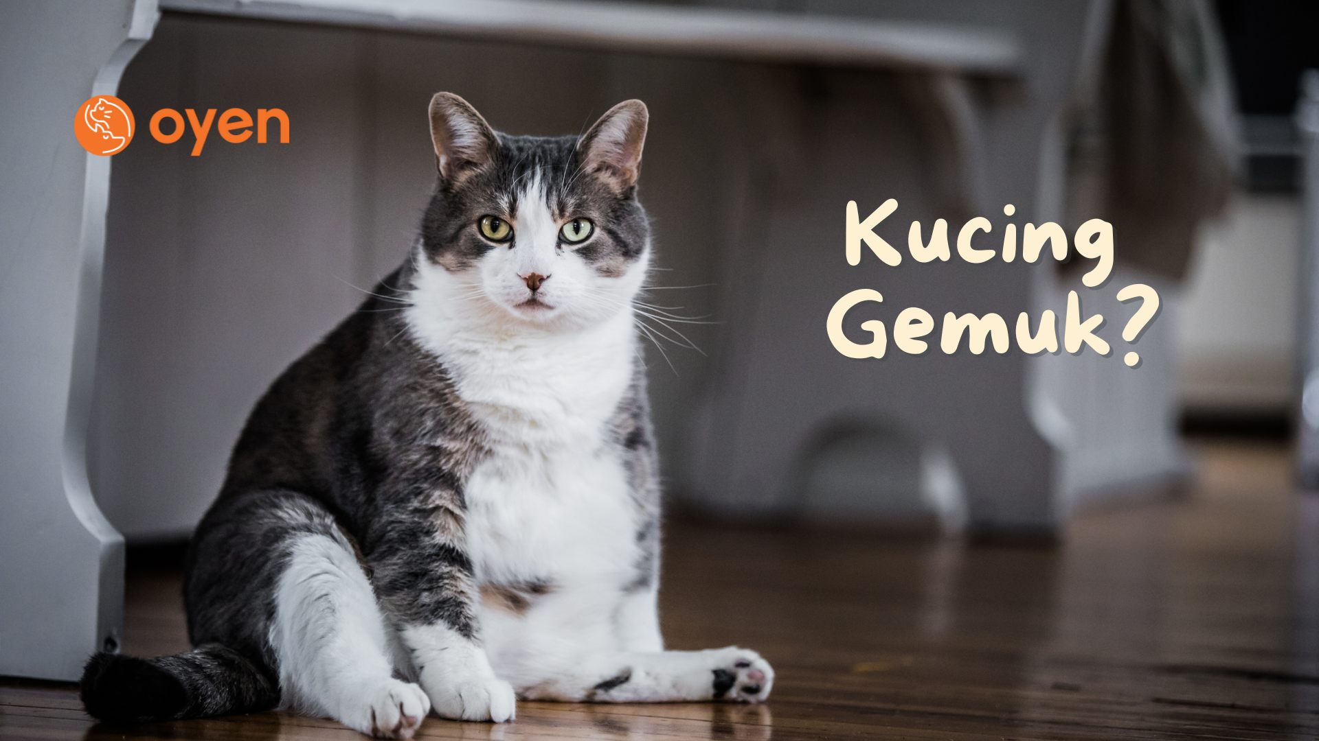 Kucing Gemuk? 9 Tips Mudah Kurangkan Obesiti Kucing Anda
