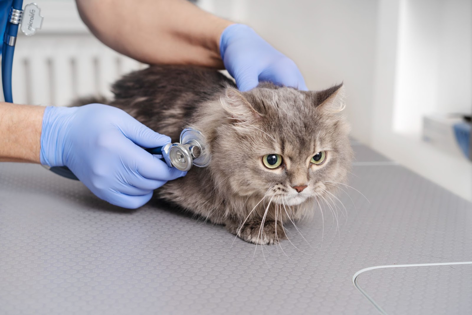 Understanding Coughing in Cats and Dogs
