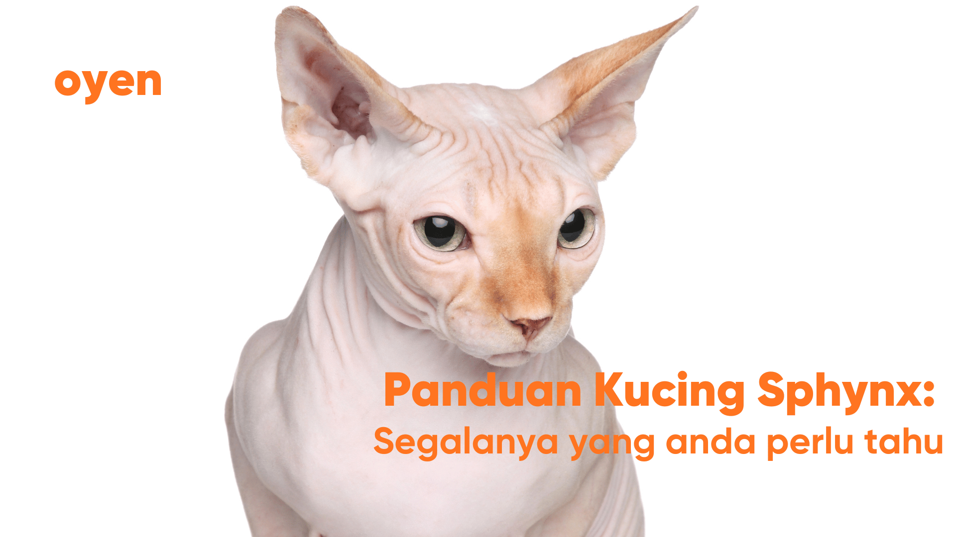 Panduan Kucing Sphynx: Segalanya yang anda perlu tahu