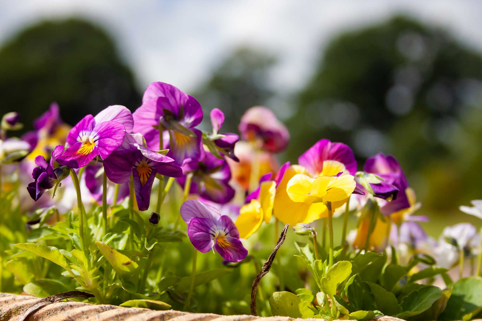 Betley Court Gardens | A family day out in Historic 18th century ...