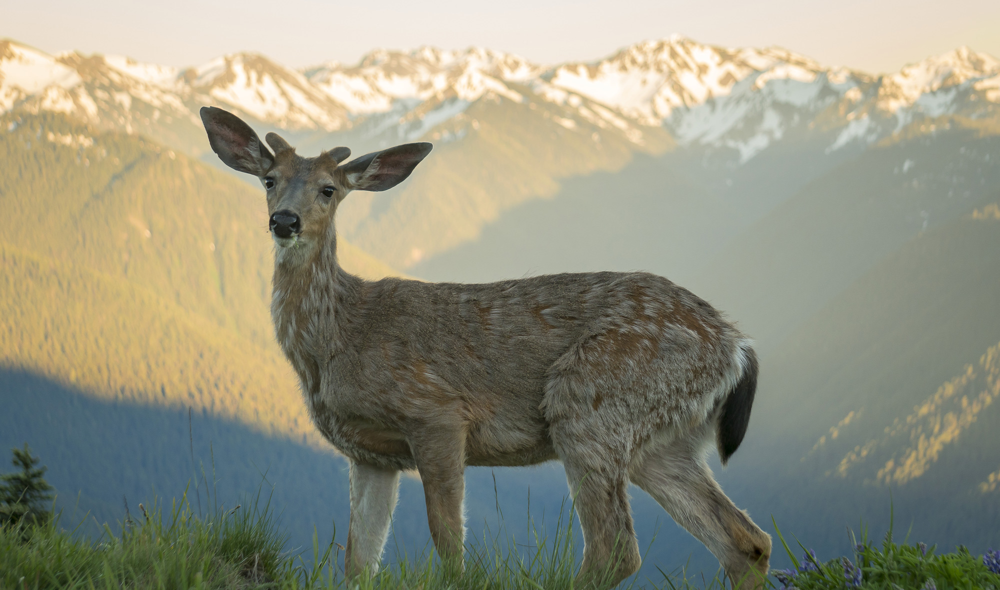 Five Best Materials for High-Resolution Photography | Infinity Images