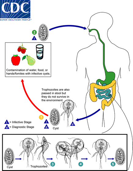 Giardíase: fisiopatologia, fatores de risco, sintomas e como tratar
