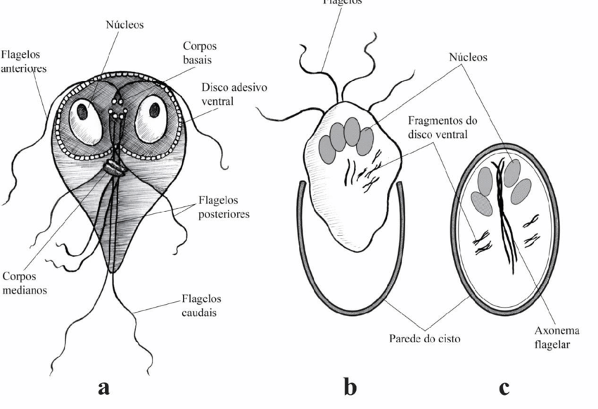 Giardíase: fisiopatologia, fatores de risco, sintomas e como tratar