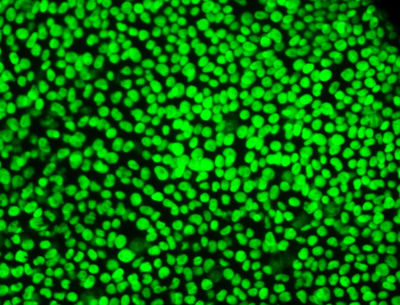 StemTech | Custom Stem Cell Reprogramming