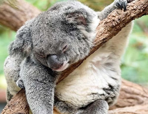 Best Sleep Supplements In Australia (2024 Quick Sleep Guide)