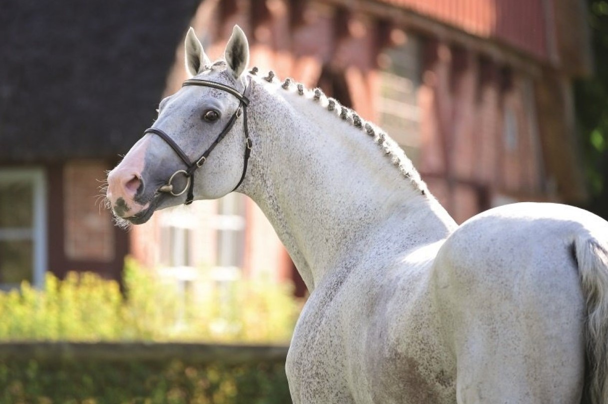 Cancara | Gostelow Equestrian