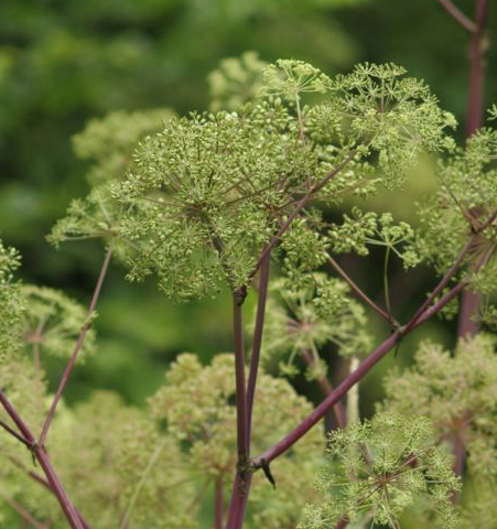 Plants