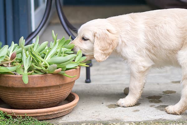 What Happens If My Dog Eats Plants