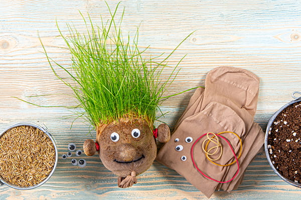 Make your own grass-head plant friends | Little Aussie Communities