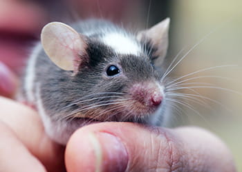 Keeping mice as pets | Little Aussie Communities