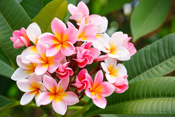Grow a frangipani from a cutting! | Little Aussie Communities